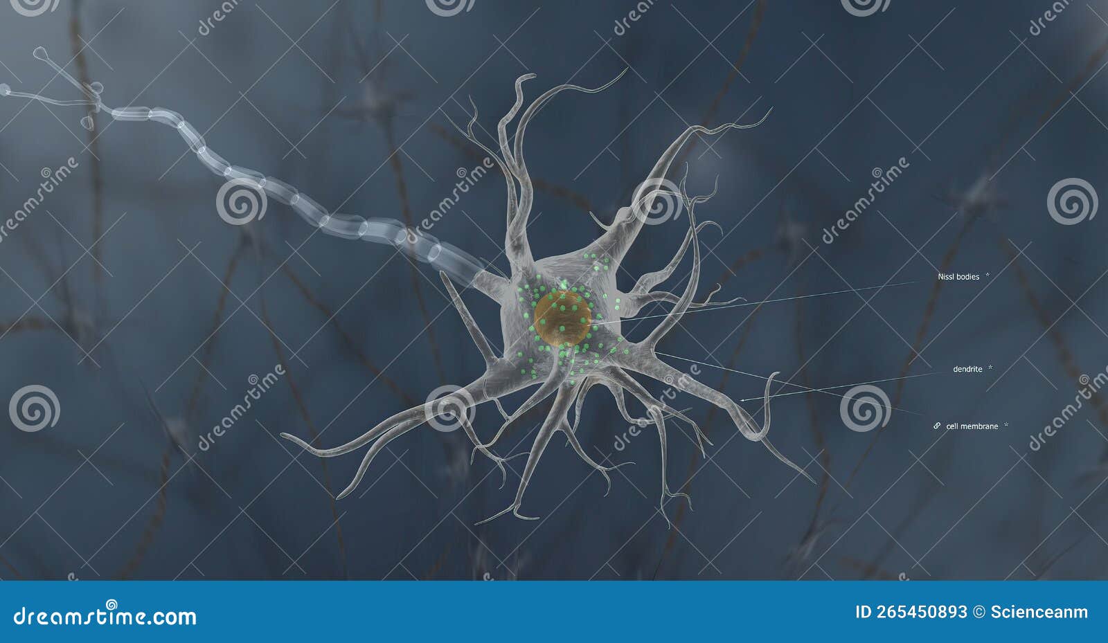 A Typical Neuron Consists of a Cell Body, Dendrites, and a Single Axon ...