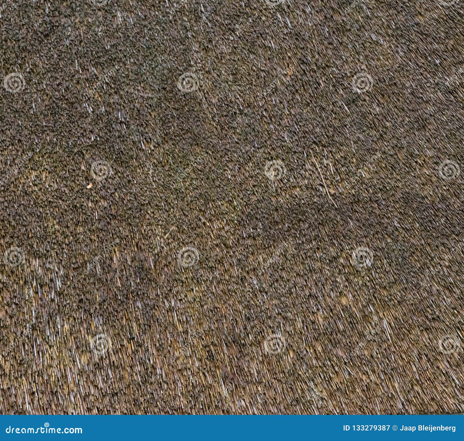 Typical Old Dutch Thatched Rooftop Texture in Macro Closeup Stock Image ...