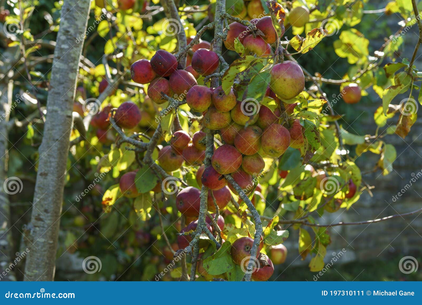 Aples in a Tree in an English Orchard Stock Image - Image of plant ...
