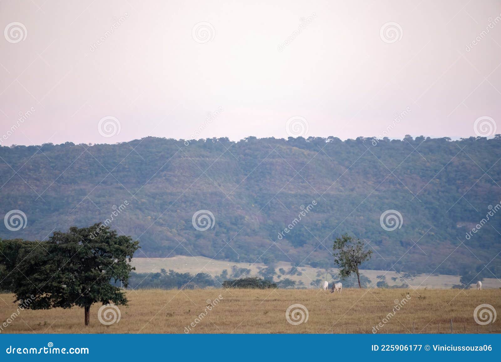 Typical pasture fields stock image. Image of plant, meadow - 225906177