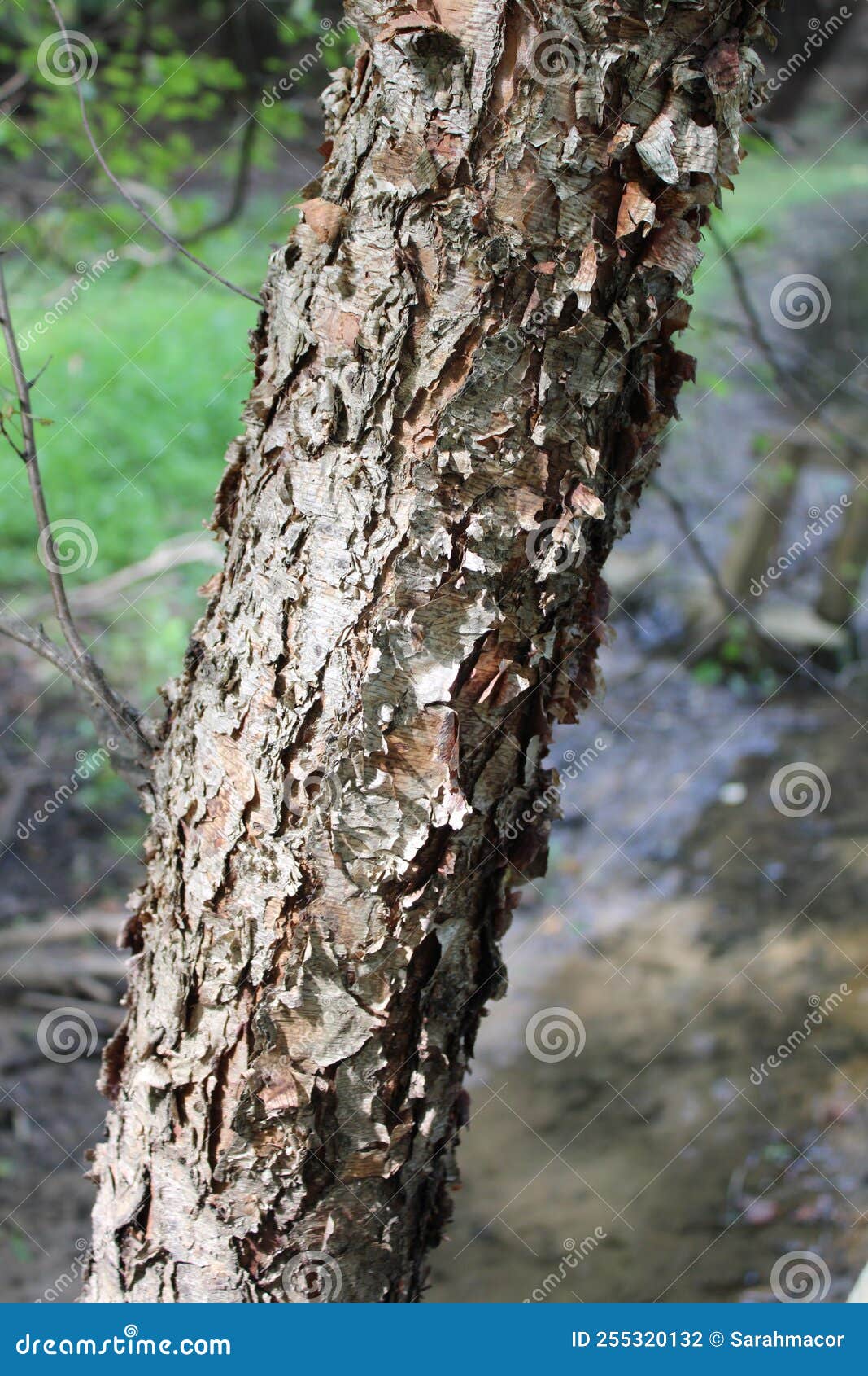 Peeling Bark on a River Birch Tree Trunk Stock Photo - Image of grey ...
