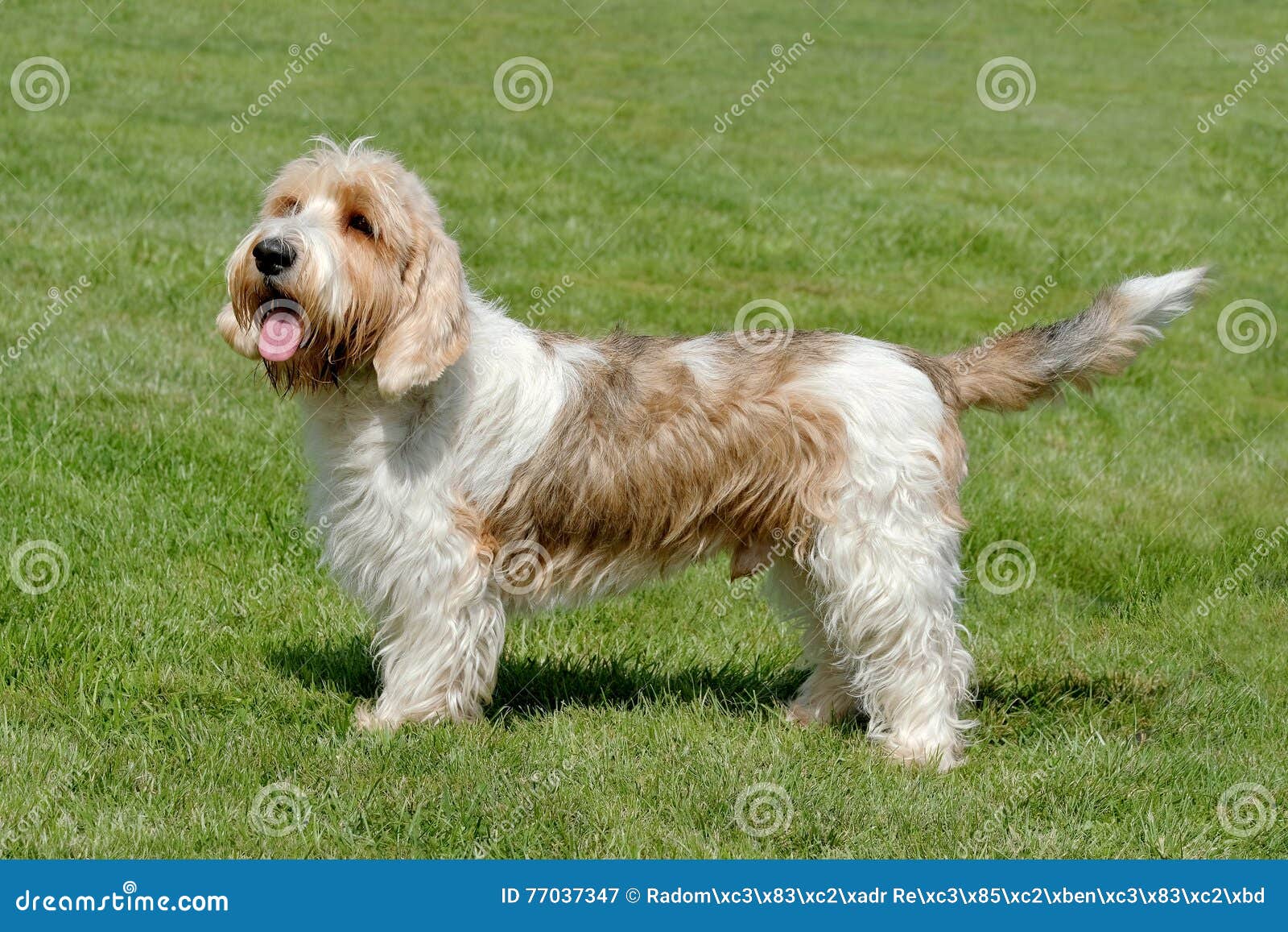 Typical Petit Basset Griffon Vendeen in the Garden Stock Image - Image ...