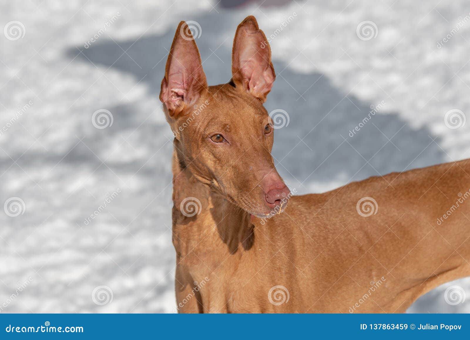 Typical Pharaoh Hound Dog in the Winter Garden Stock Image - Image of ...