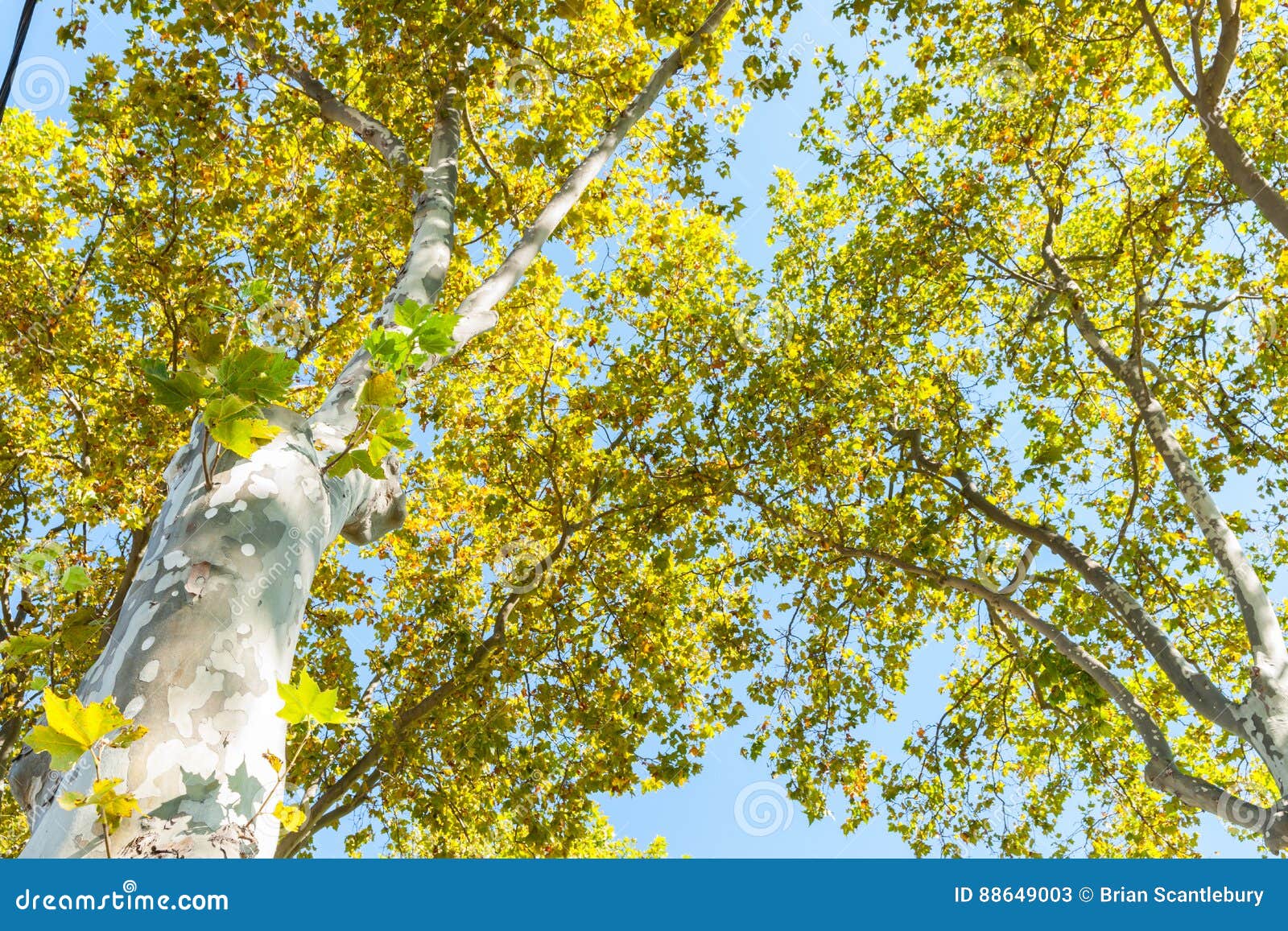 Typical Plane Tree Foliage and Canopy Above Stock Image - Image of ...