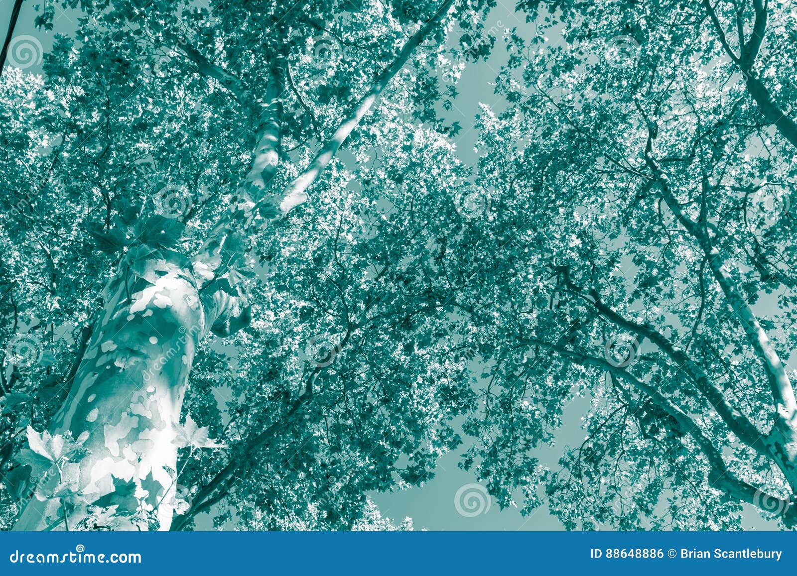 Typical Plane Tree Foliage and Canopy Above Stock Photo - Image of ...