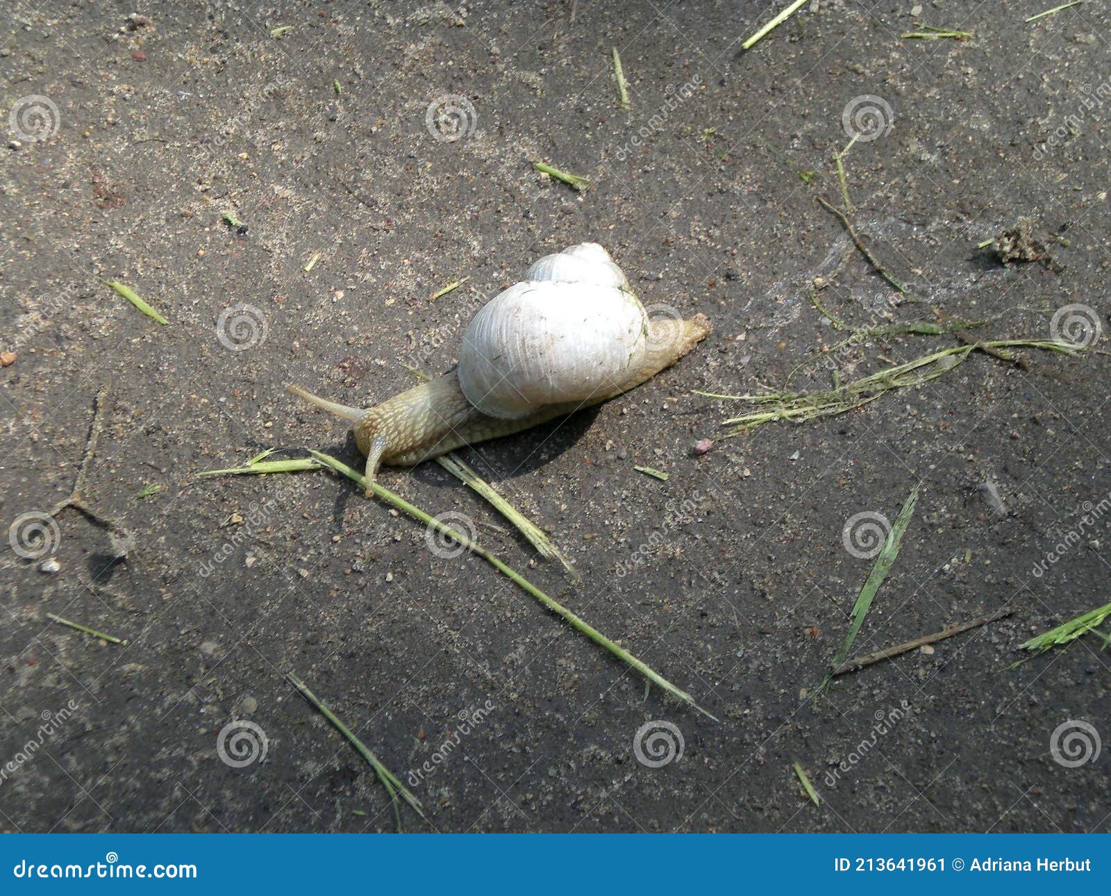 Typical Polish Snail with a White Shell on Its Back Stock Image - Image ...