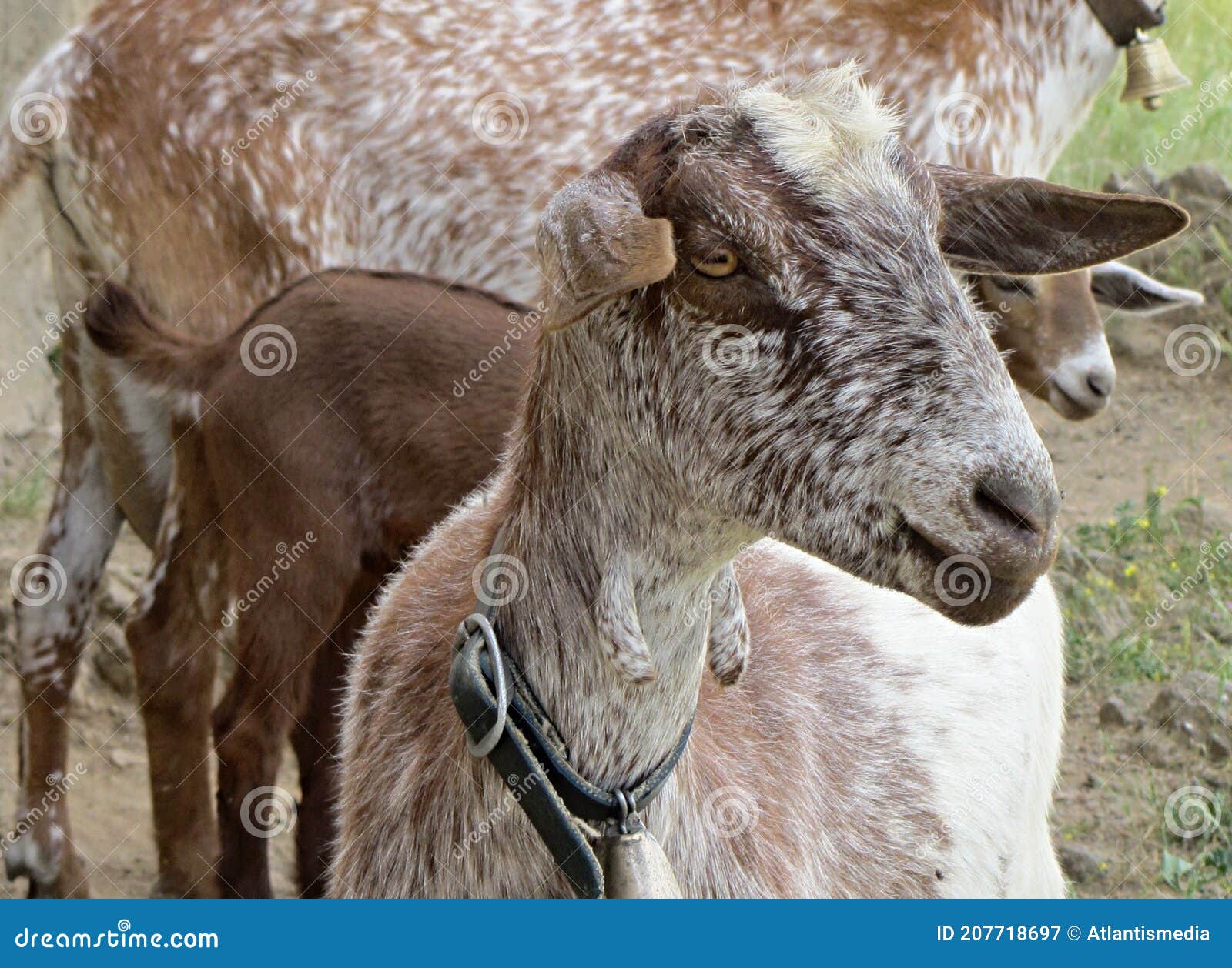 Portrait of a goat stock image. Image of face, view - 207718697