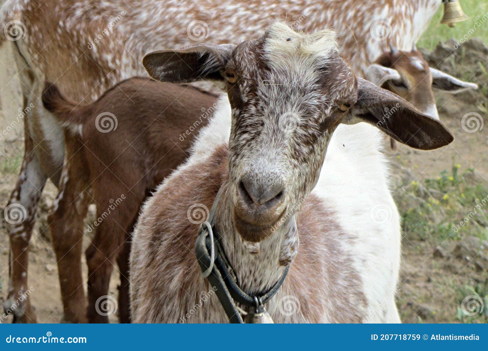 Portrait of a goat stock image. Image of farm, goat - 207718759