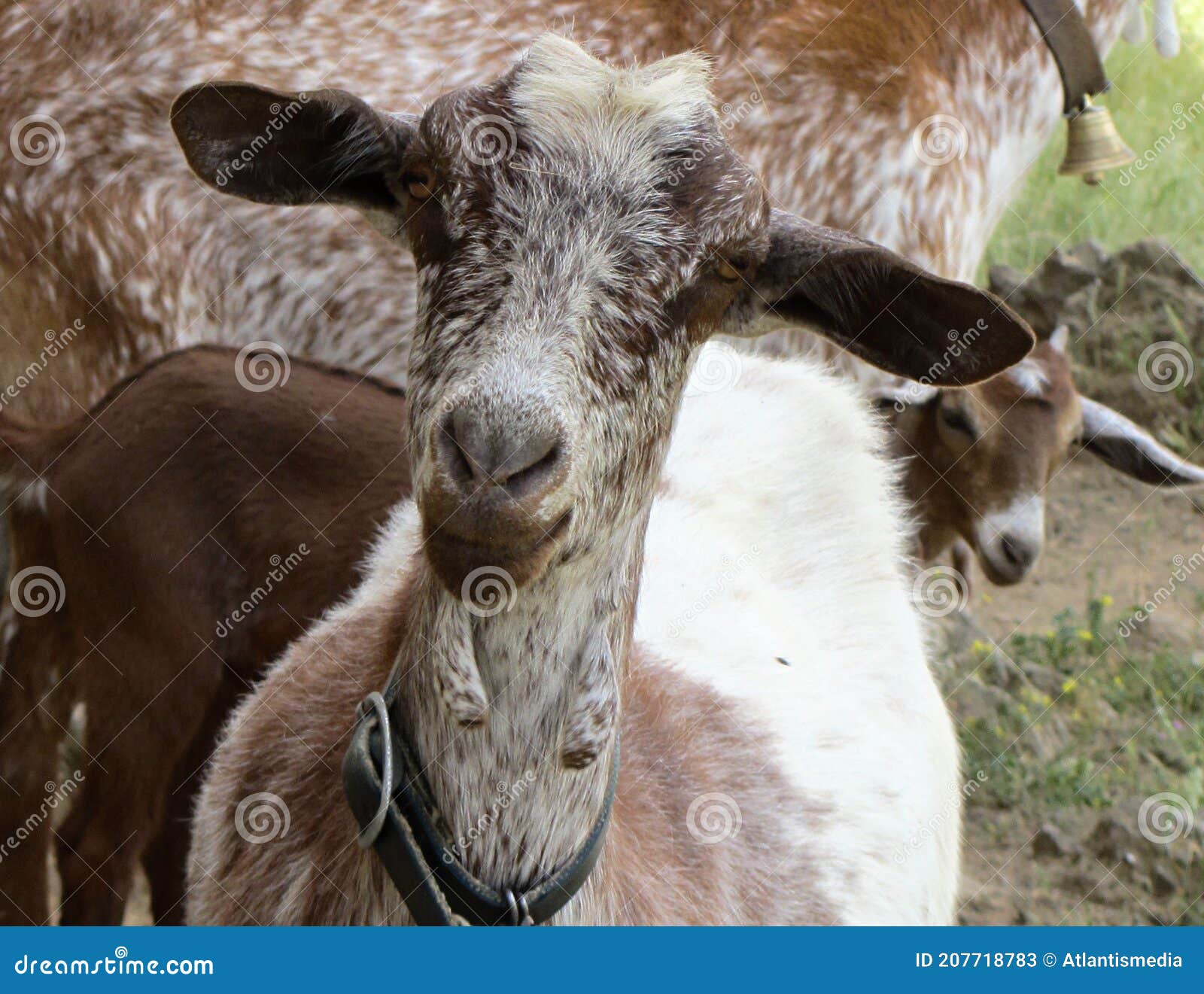 Portrait of a goat stock image. Image of goat, farm - 207718783