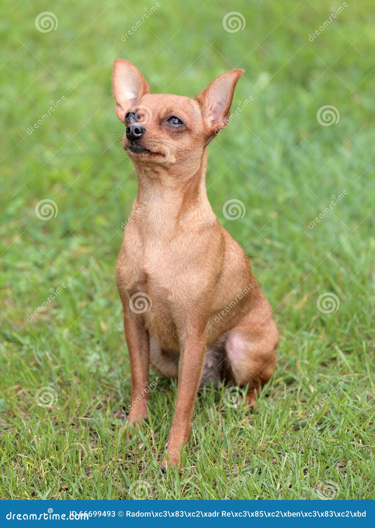 Typical Prague Red Hunter Dog on a Green Grass Lawn Stock Image - Image ...