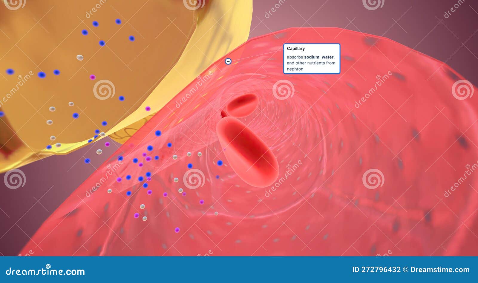 In a Typical Process, Water, Salt, and Nutrients that are Removed from ...