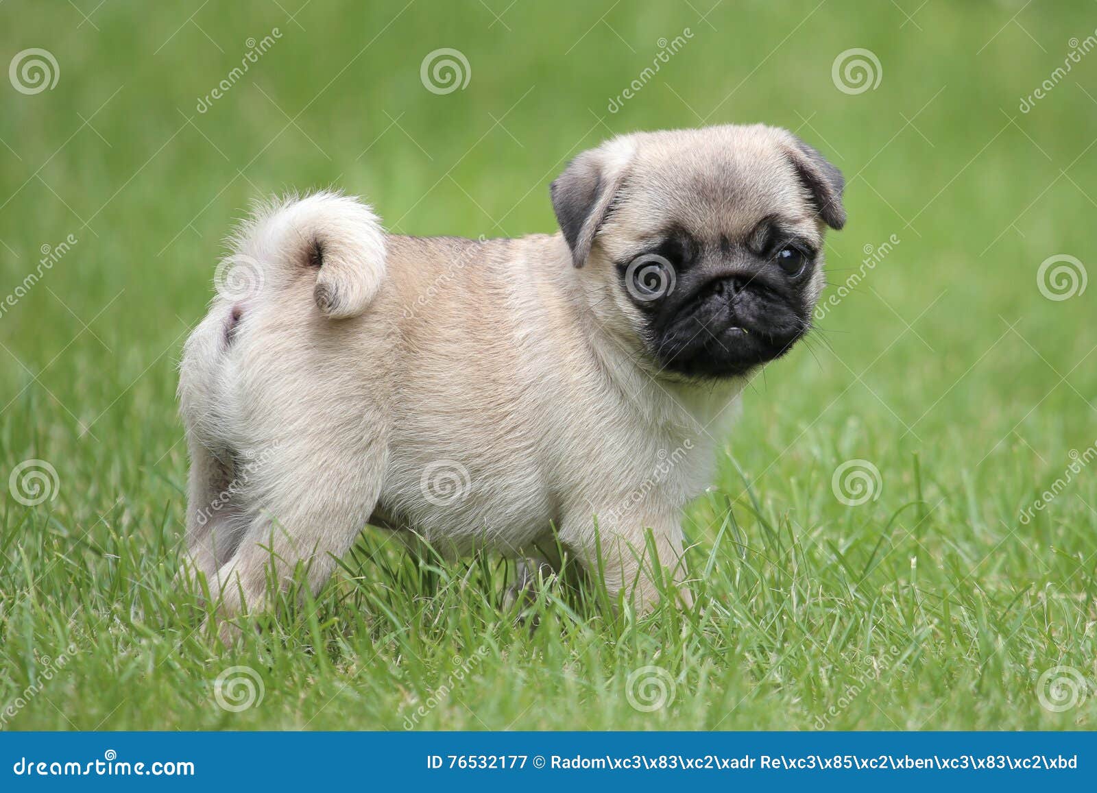Typical Pug Dog in the Garden Stock Image - Image of breed, pedigree ...