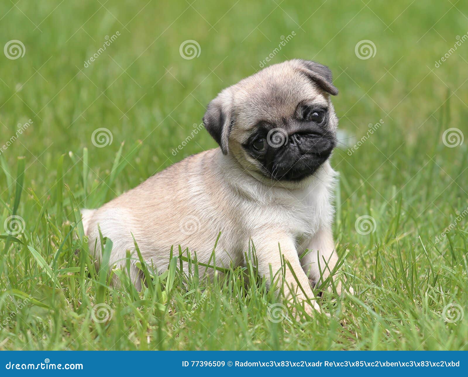 Typical Pug Dog in the Garden Stock Image - Image of adorable, smell ...