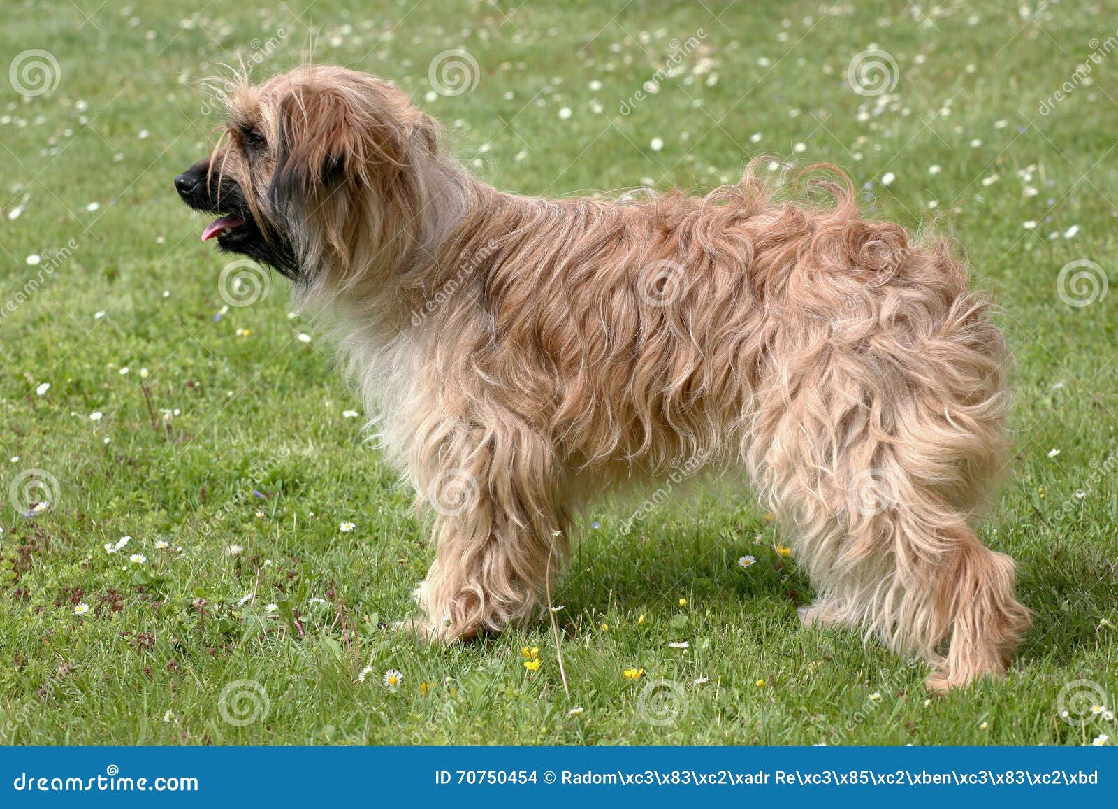 Typical Pyrenean Sheepdog on a Green Grass Lawn Stock Photo - Image of ...