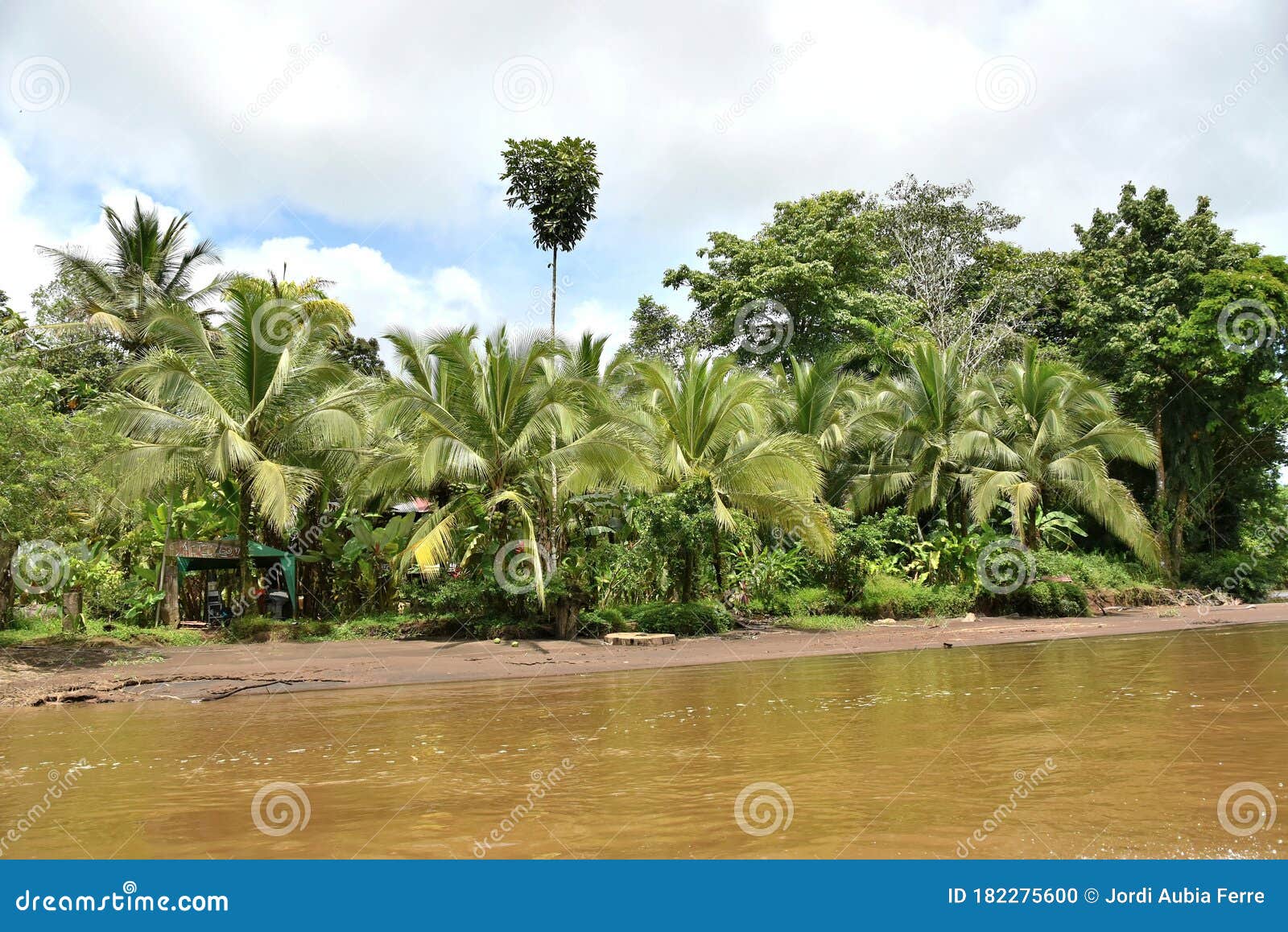 Typical Riparian Vegetation of the Rain Forest with Palm Trees Stock ...