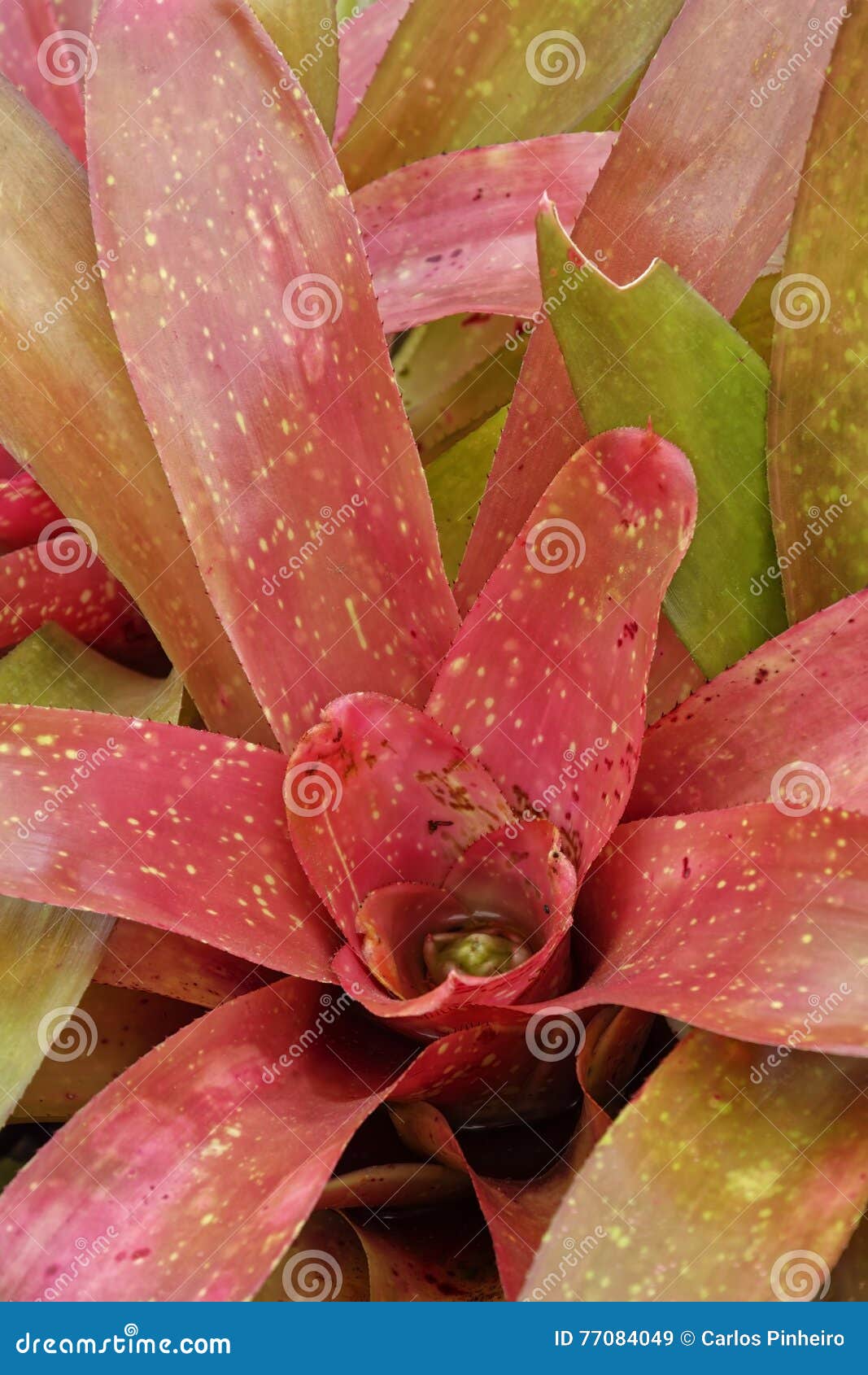 Typical red Bromelia stock image. Image of leaf, flowers - 77084049