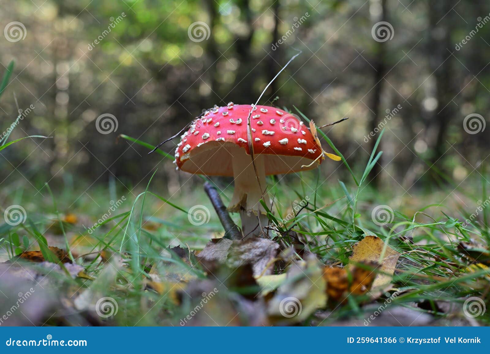 Typical Red Toadstool Stock Photos - Free & Royalty-Free Stock Photos ...
