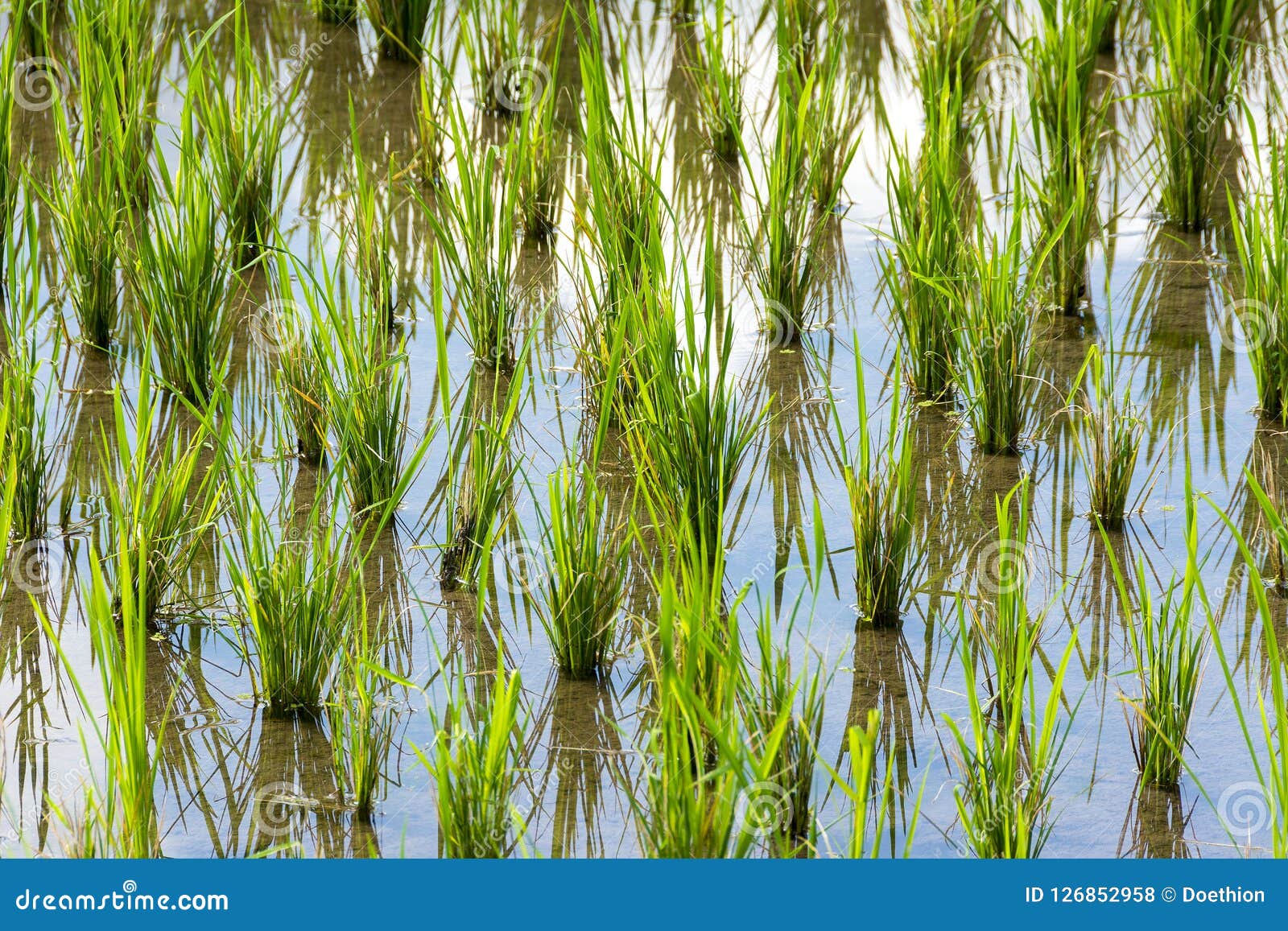 Typical Rice Paddy Field with Close-up of Rice Plants. Stock Photo ...