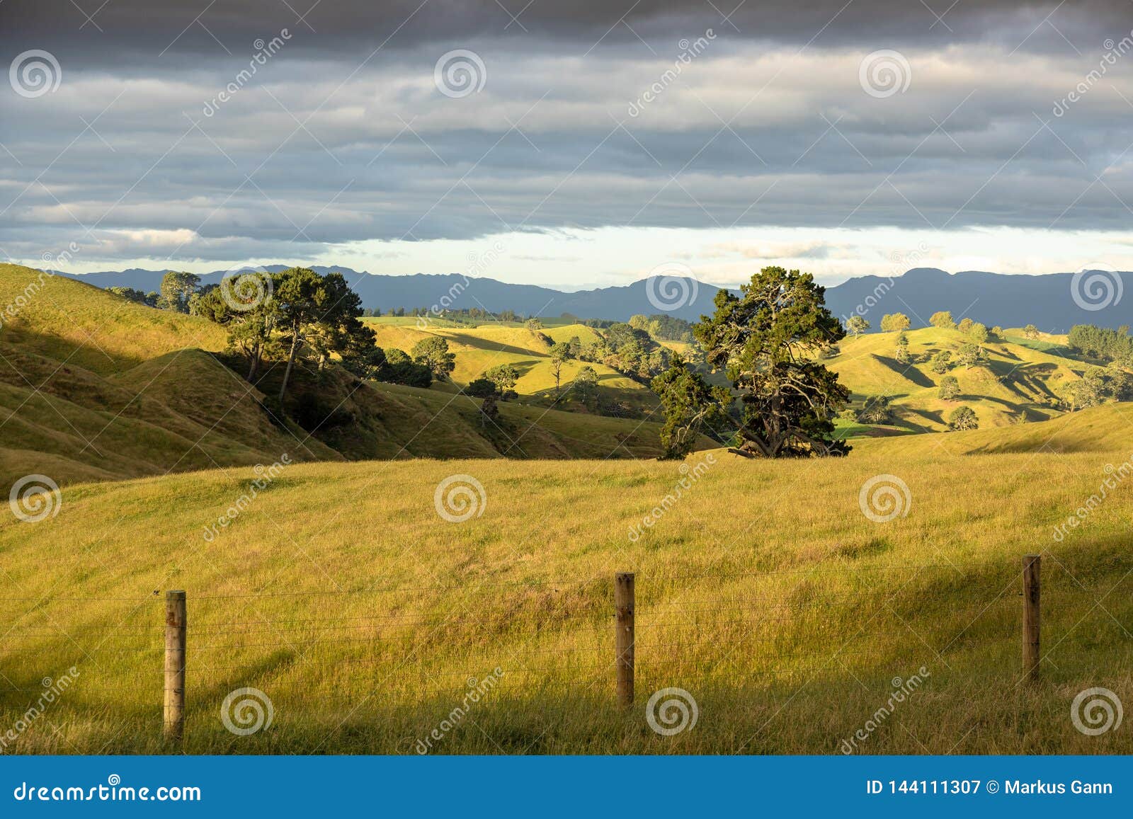 Typical Rural Landscape in New Zealand Stock Image - Image of dusk ...
