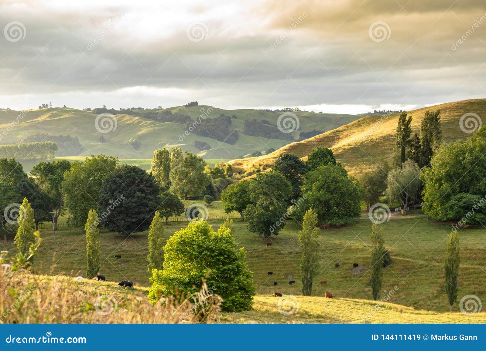Typical Rural Landscape in New Zealand Stock Image - Image of meadow ...
