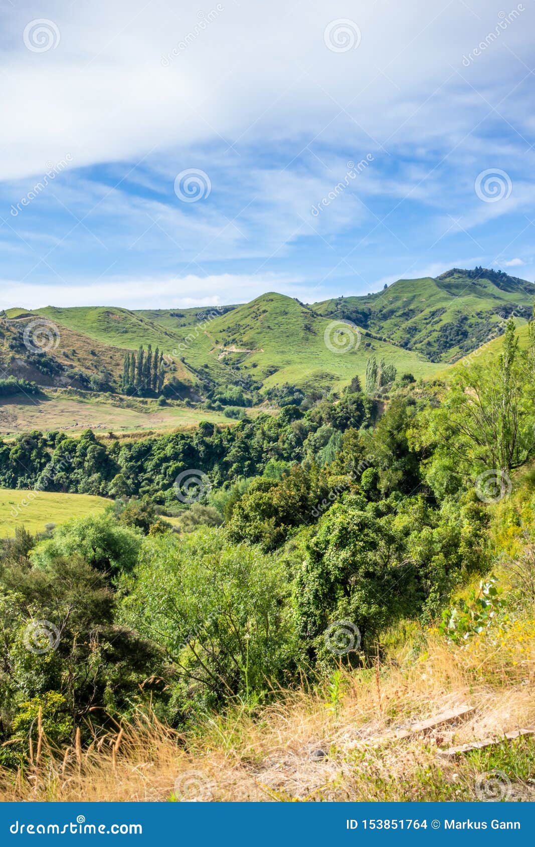 Typical Rural Landscape in New Zealand Stock Photo - Image of outdoors ...