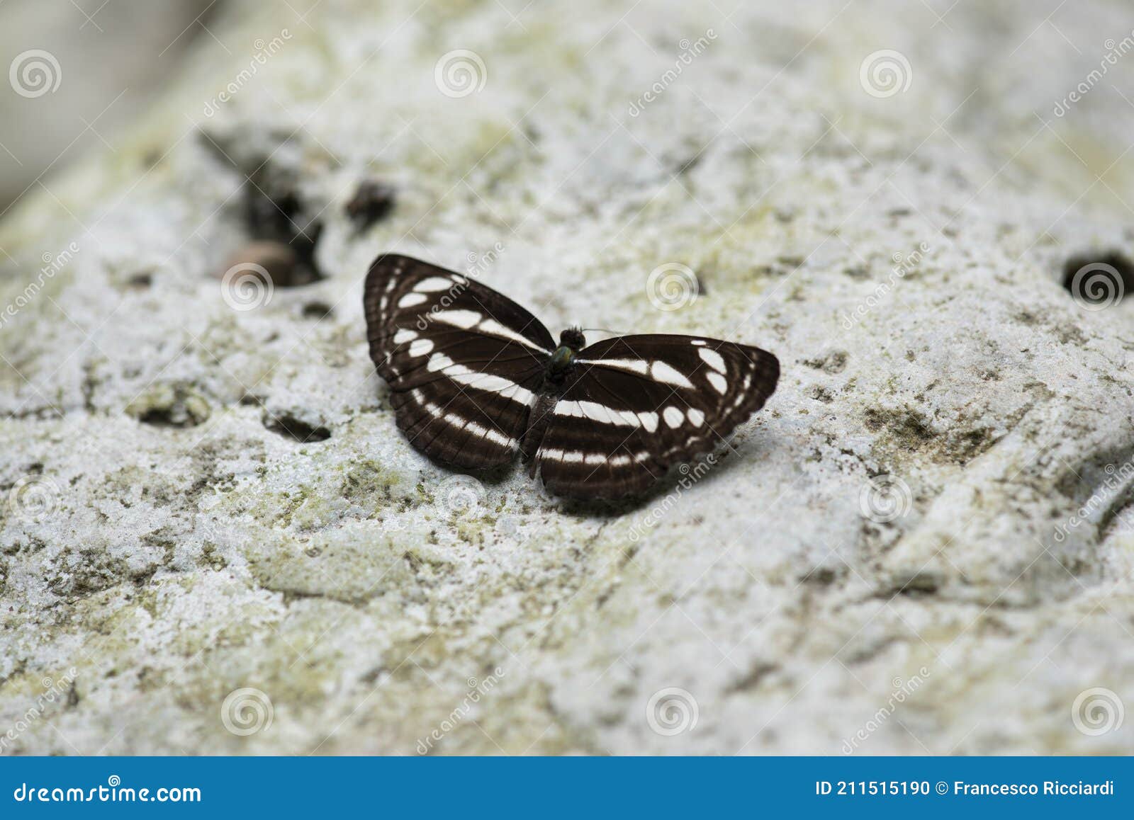 Genus Neptis Stock Photos - Free & Royalty-Free Stock Photos from ...