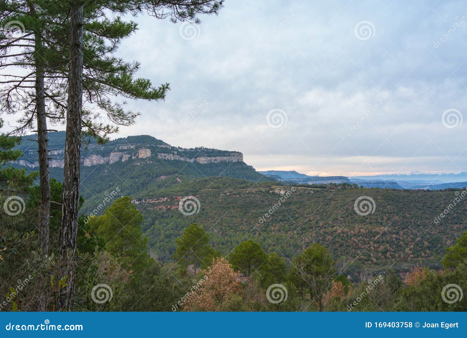 Black Pine Trees, Cliffs and Pyrenees Mountains Stock Photo - Image of ...