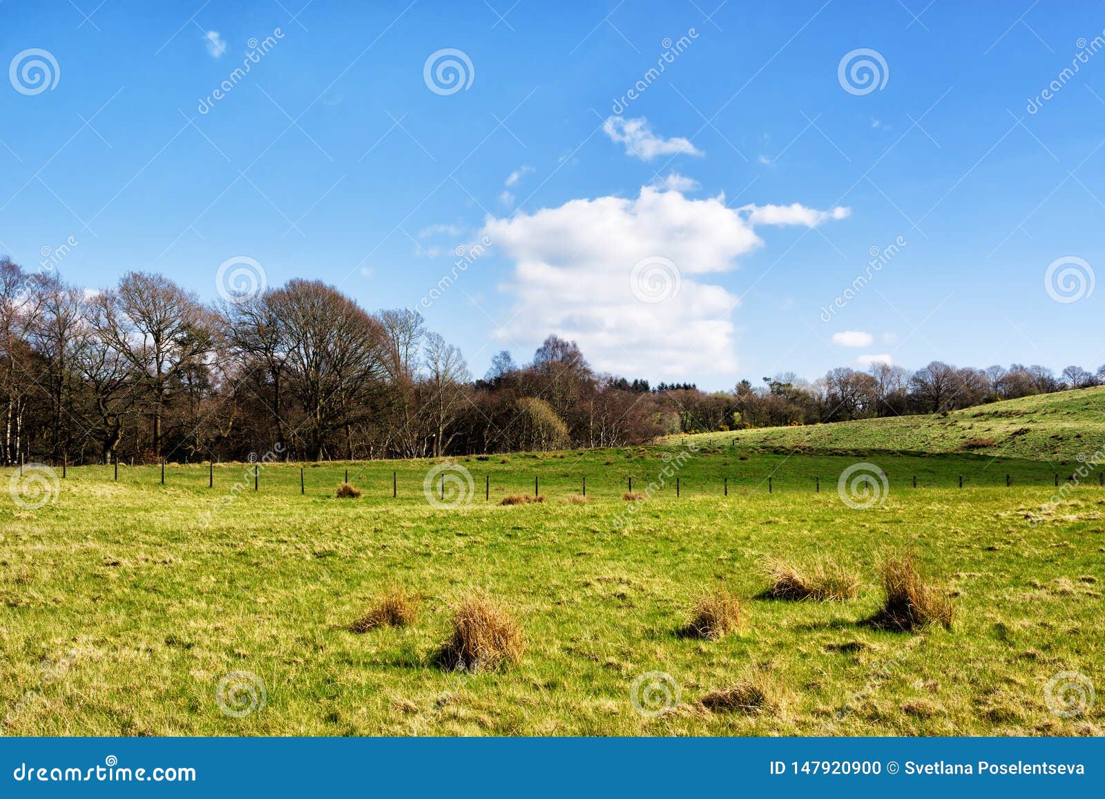 Typical Scottish Countryside in Springtime, Field and Woodlands Stock ...