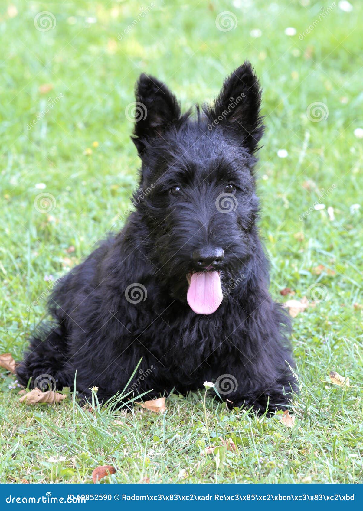 Typical Scottish Terrier on a Green Grass Lawn Stock Photo - Image of ...