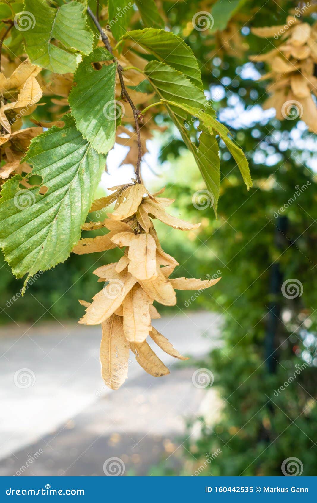 Typical Seeds of a Hornbeam Tree Stock Image - Image of tree, foliage ...