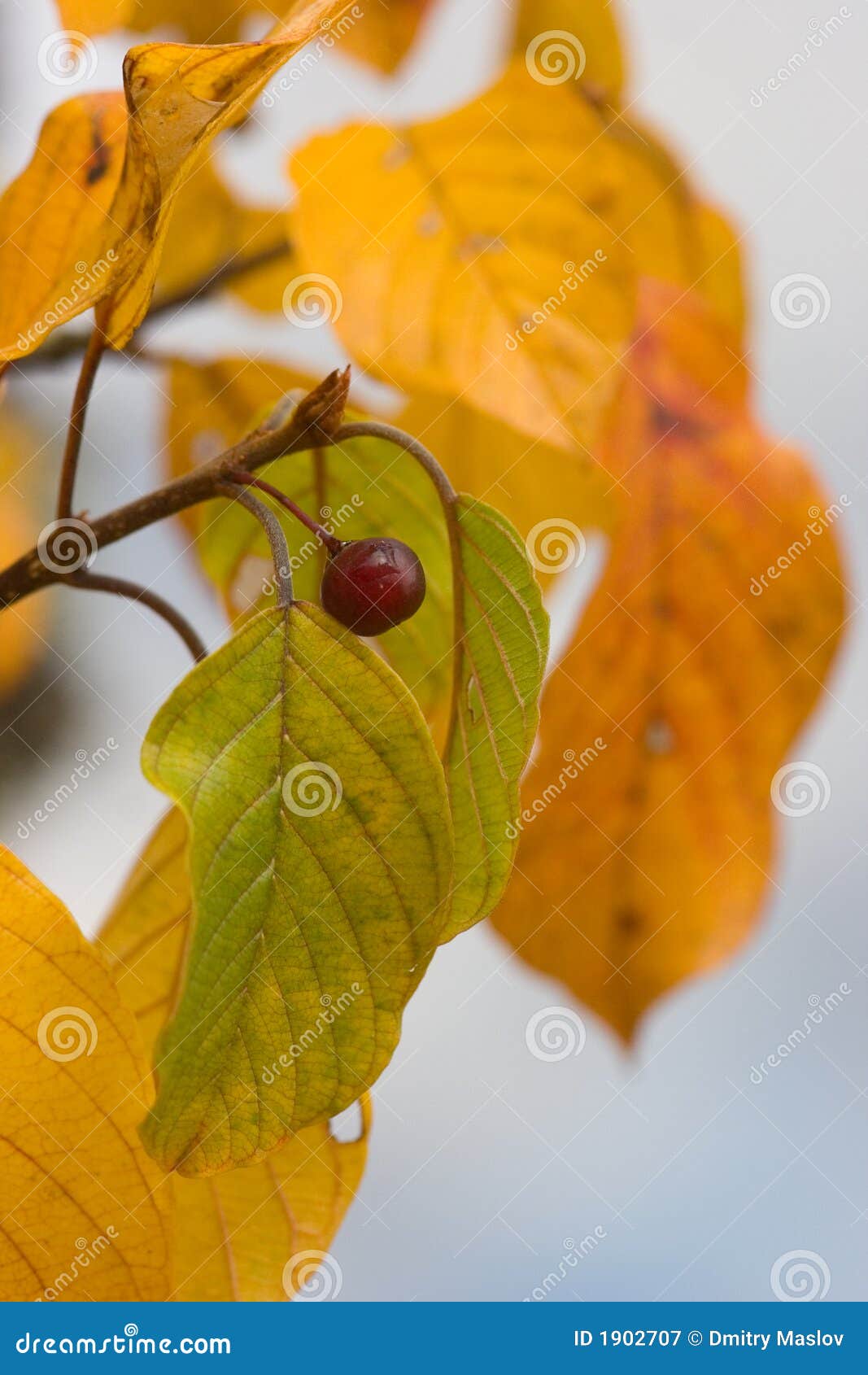 Typical shades of autumn stock image. Image of bush, drops - 1902707