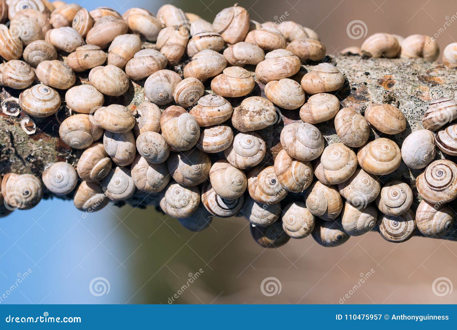 Snails stock image. Image of espaaplusmn, spain, naturaleza - 110475957