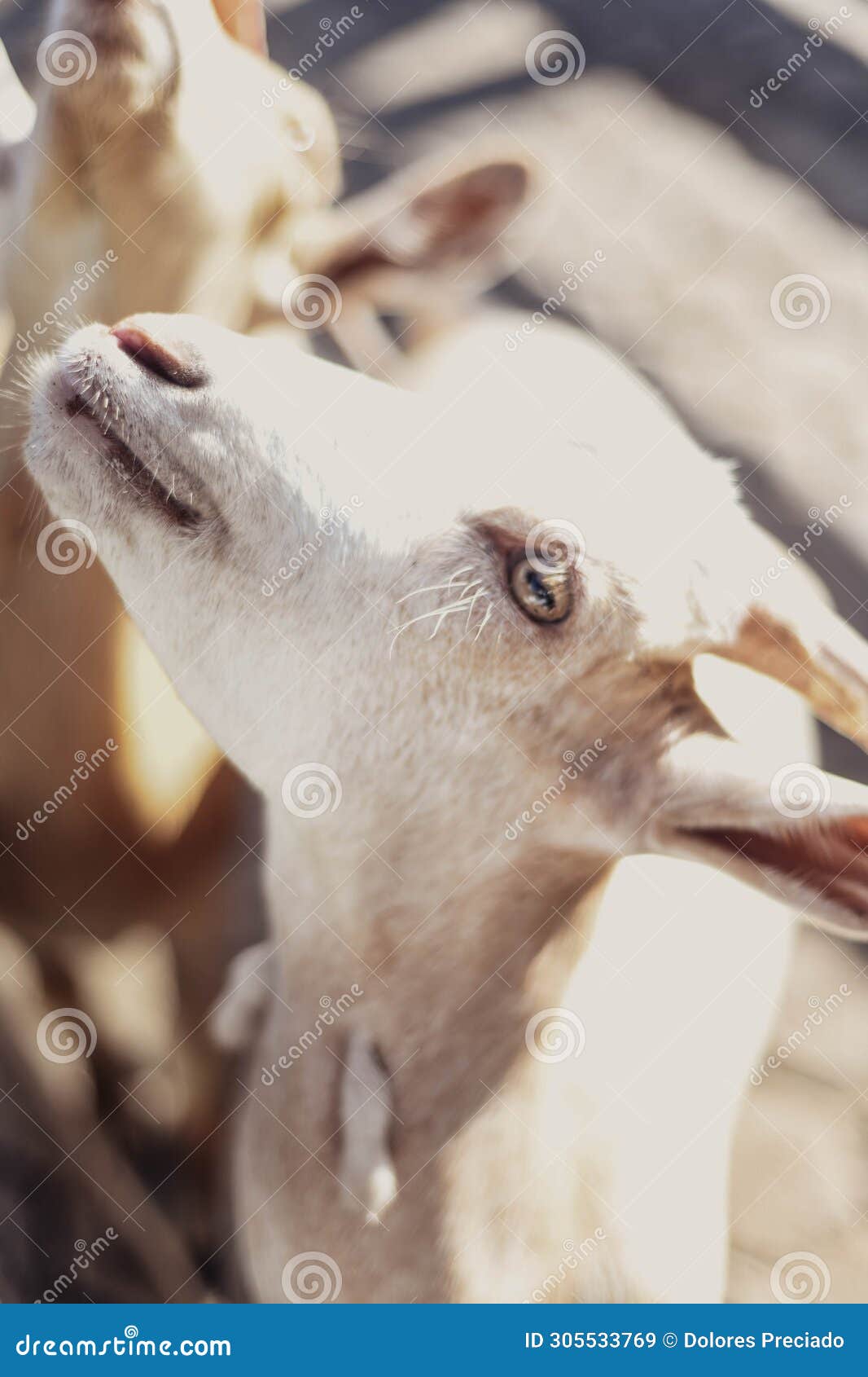 Typical South American Goats on a Farm Stock Image - Image of ...