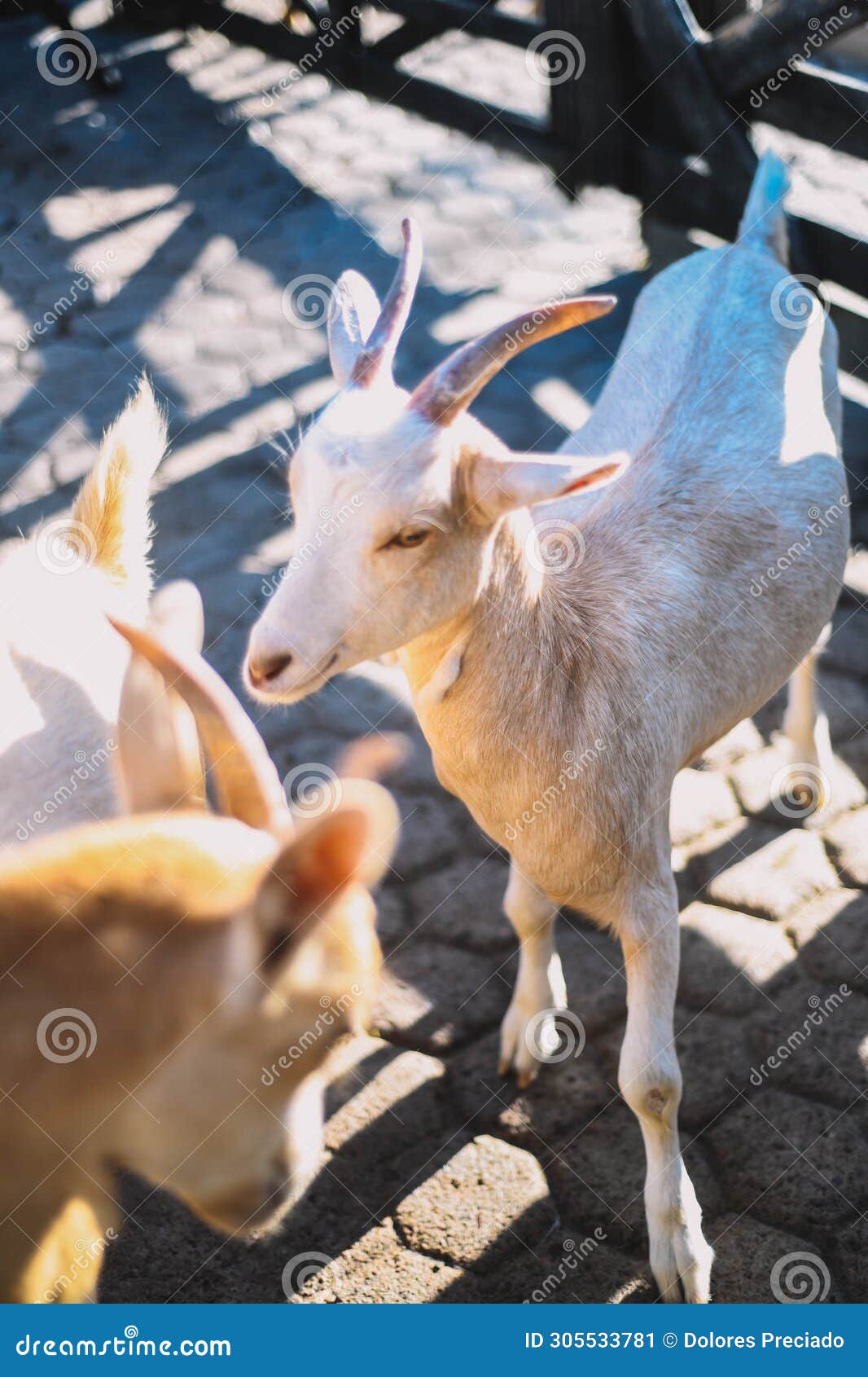 Typical South American Goats on a Farm Stock Image - Image of scenery ...