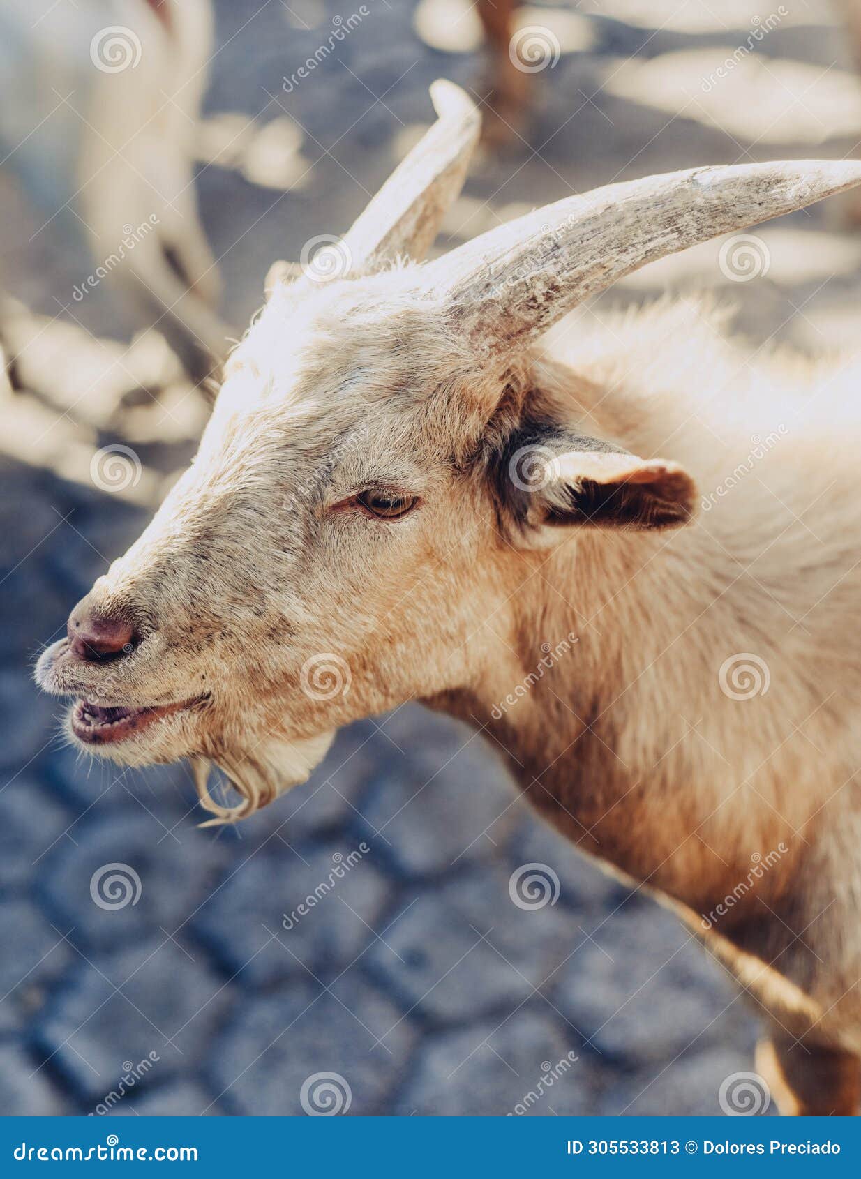 Typical South American Goats on a Farm Stock Image - Image of farmyard ...