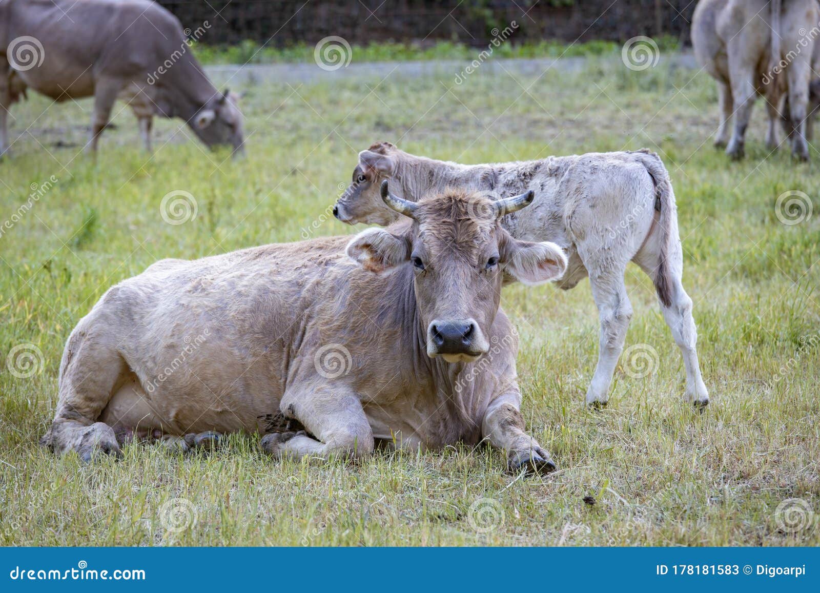Typical Spanish Cow Looking at the Photographer Stock Image - Image of ...