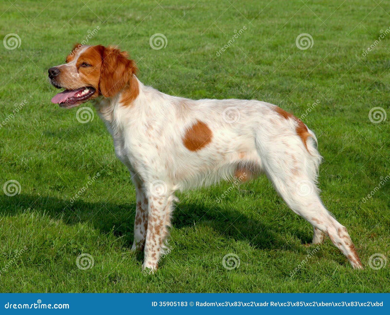 Brittany Sporting Dog