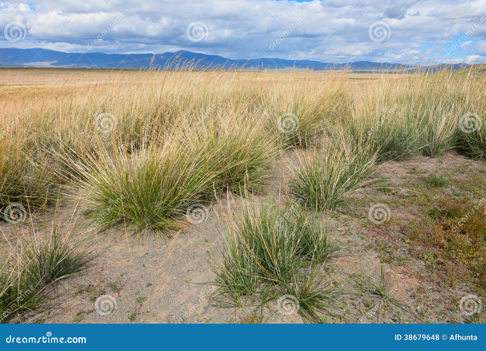 Typical steppe landscape stock photo. Image of drip, leaf - 38679648