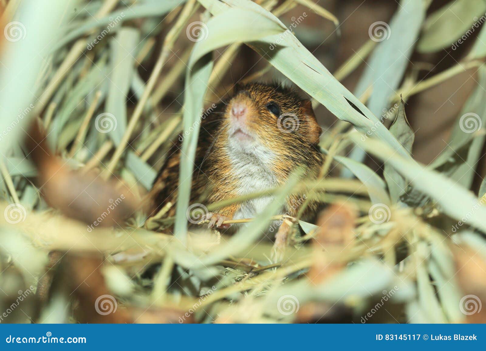 Typical Striped Grass Mouse Stock Image - Image of typical, leaf: 83145117