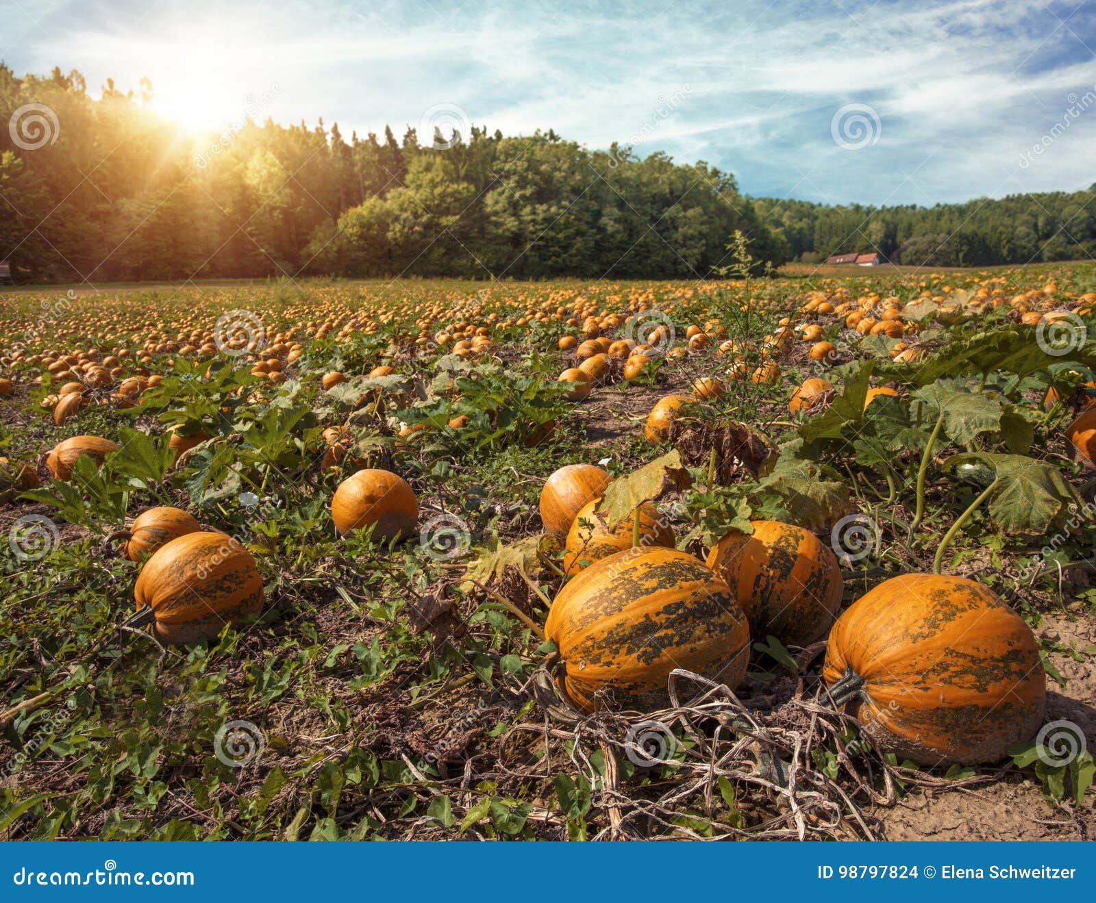 Typical Styrian Pumpkin Field Stock Photo - Image of country, landscape ...