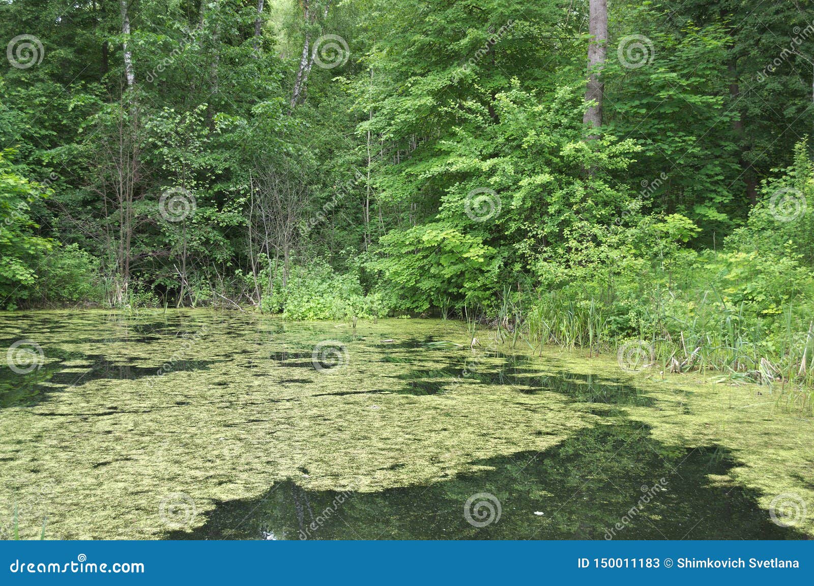 A Typical Swamp Located in the Forest Stock Image - Image of located ...