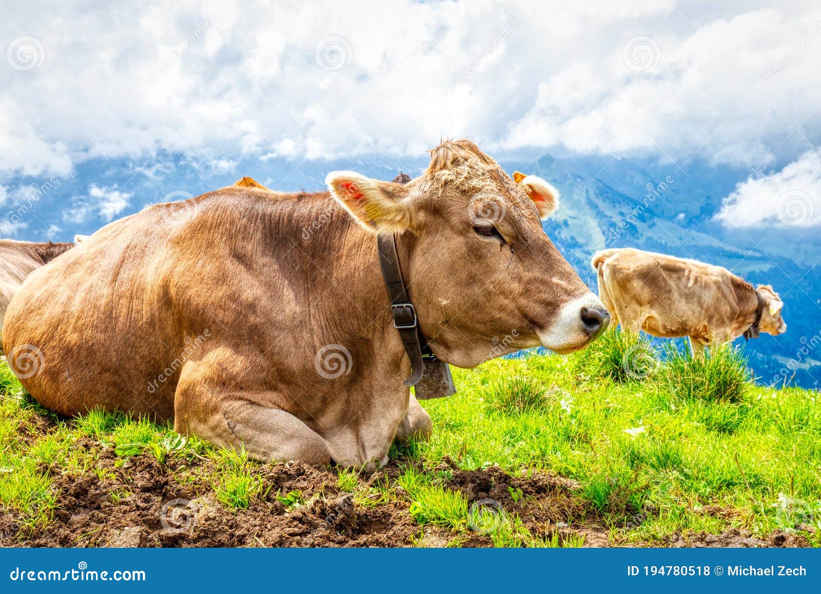 Typical Swiss Cows on an Alpine Pasture in the Swiss Alps during a Hike ...