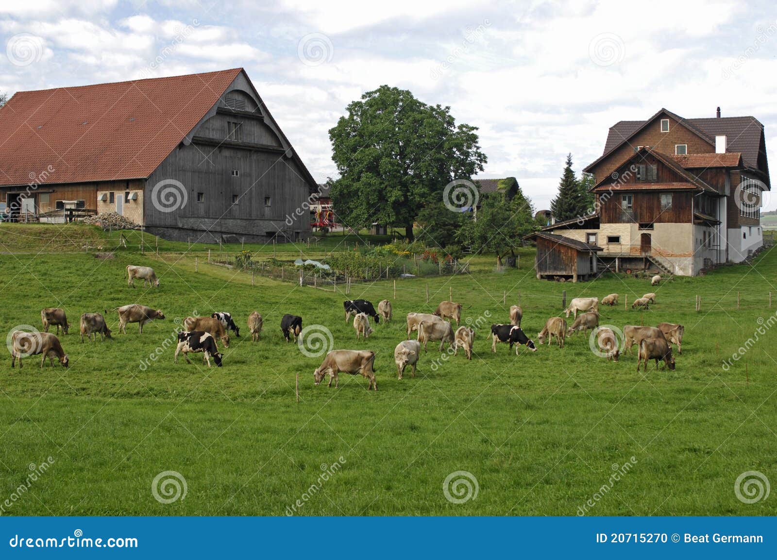 Typical Swiss Farm stock photo. Image of black, green - 20715270