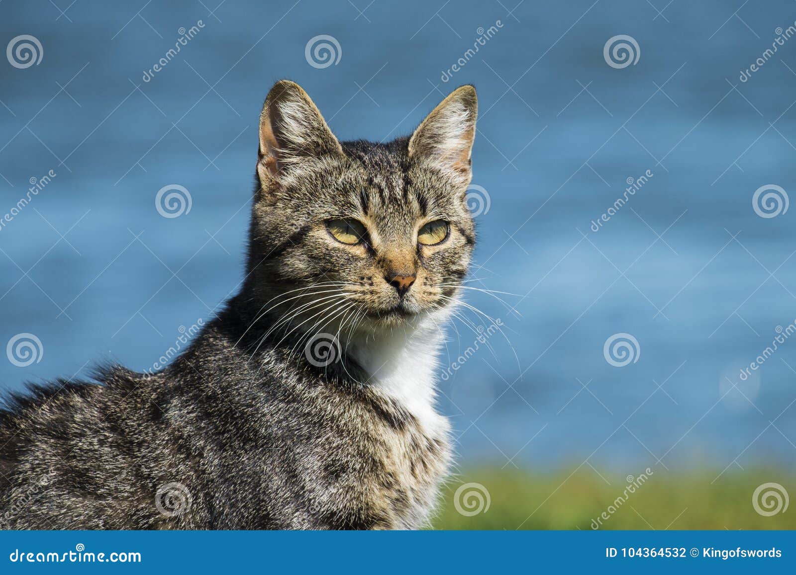 Common Tabby Cat Looking for a Target Stock Photo - Image of outdoors ...
