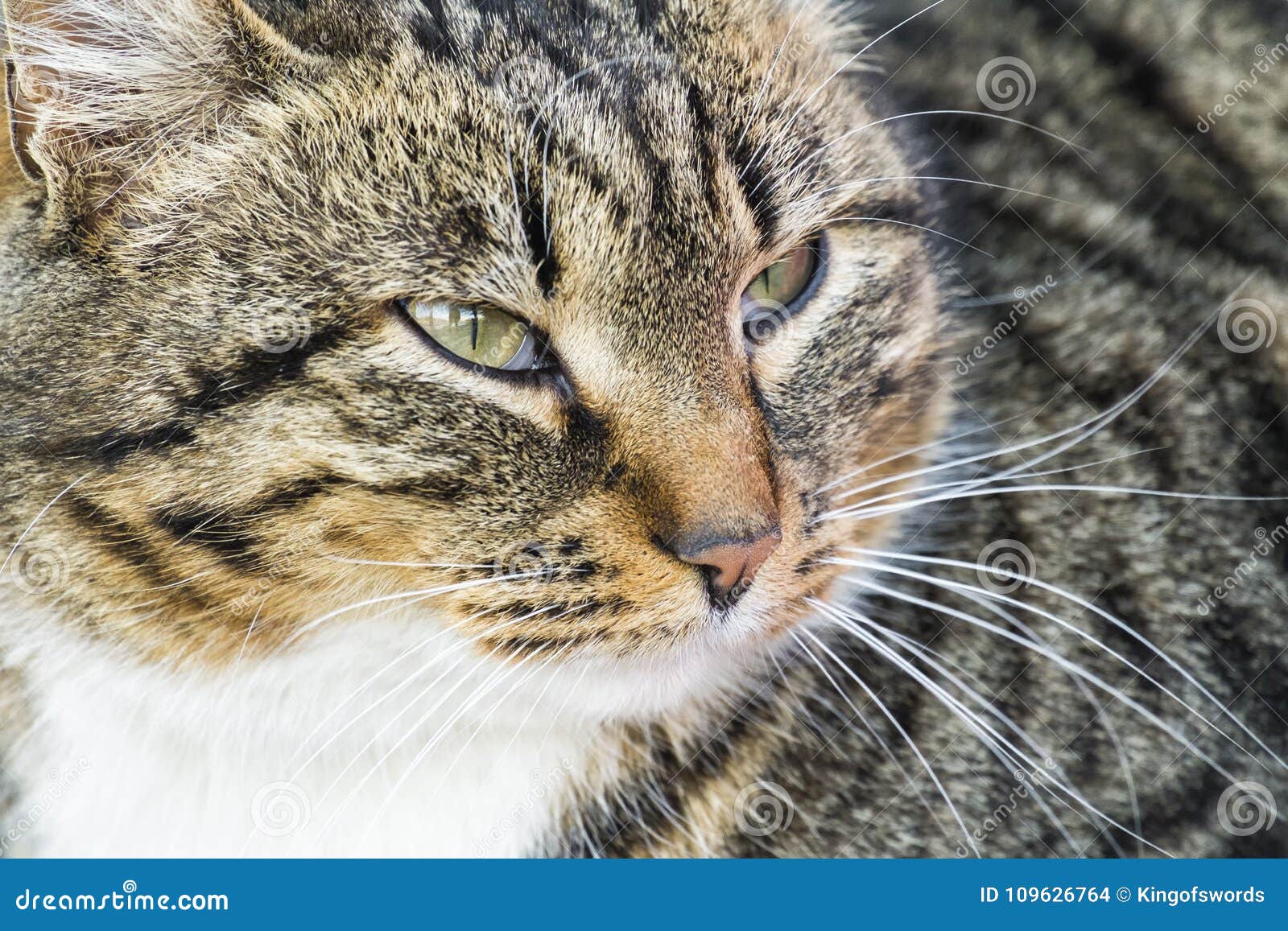 Common Tabby Cat Looks Thoughtfully Aside Stock Photo - Image of ...