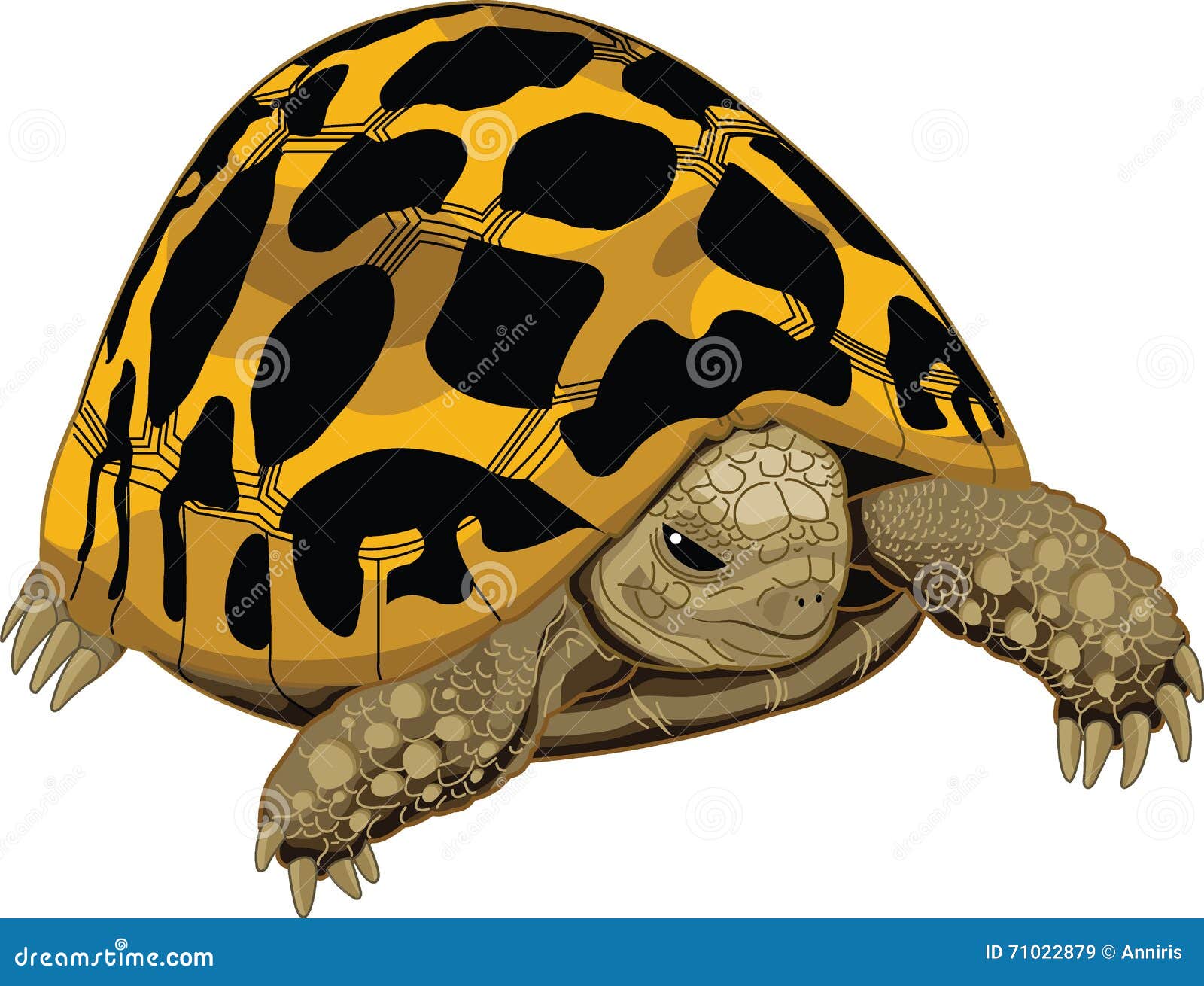 Typical tortoise stock vector. Illustration of wild, typical - 71022879