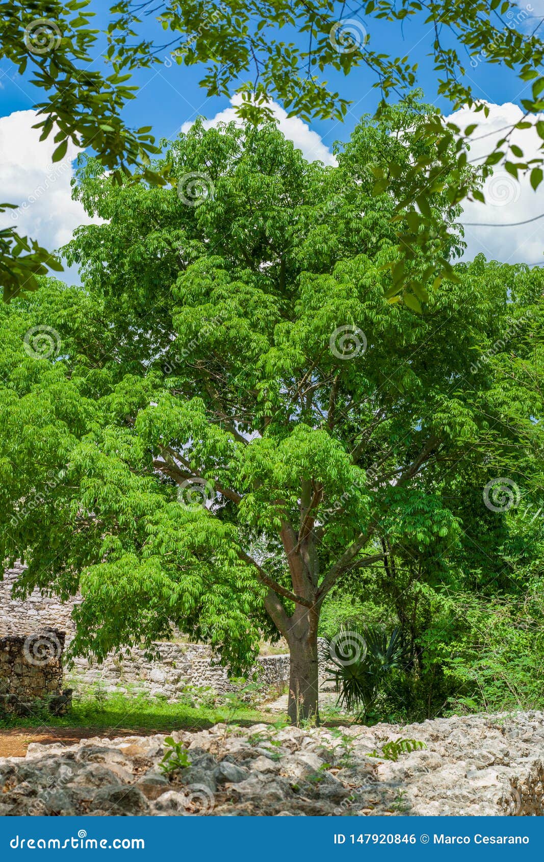 Typical Tree Common in the Yucatan Peninsula Stock Photo - Image of ...
