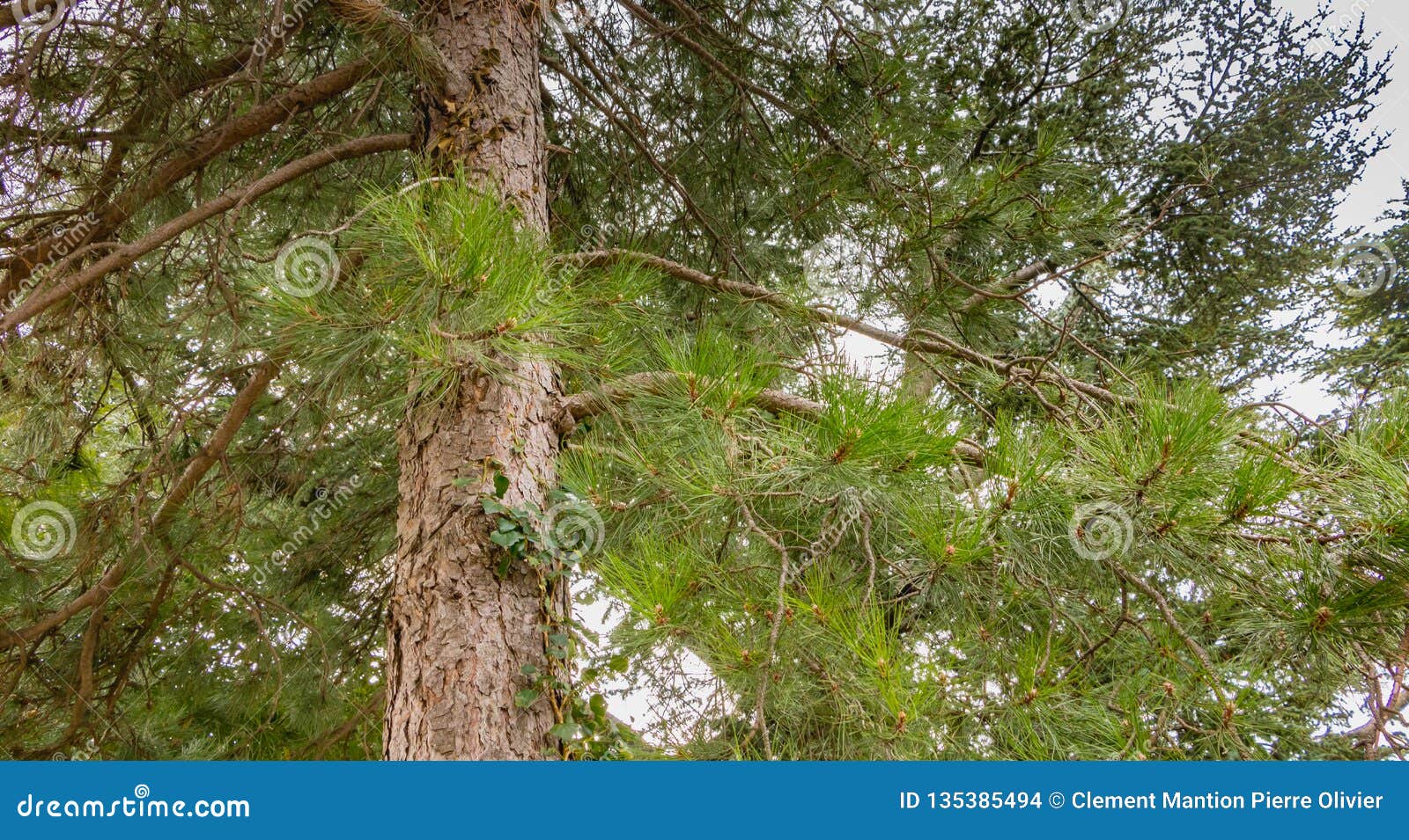 Typical Tree on the Heights of Como in Italy Stock Photo - Image of ...