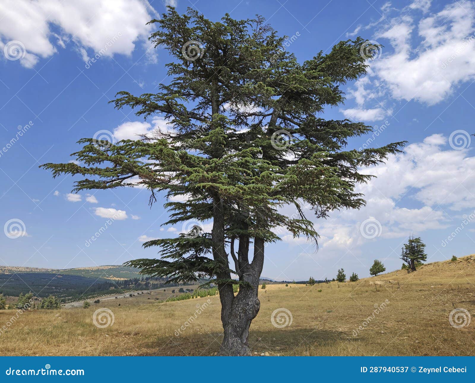 An alone Taurus cedar tree stock image. Image of life - 287940537