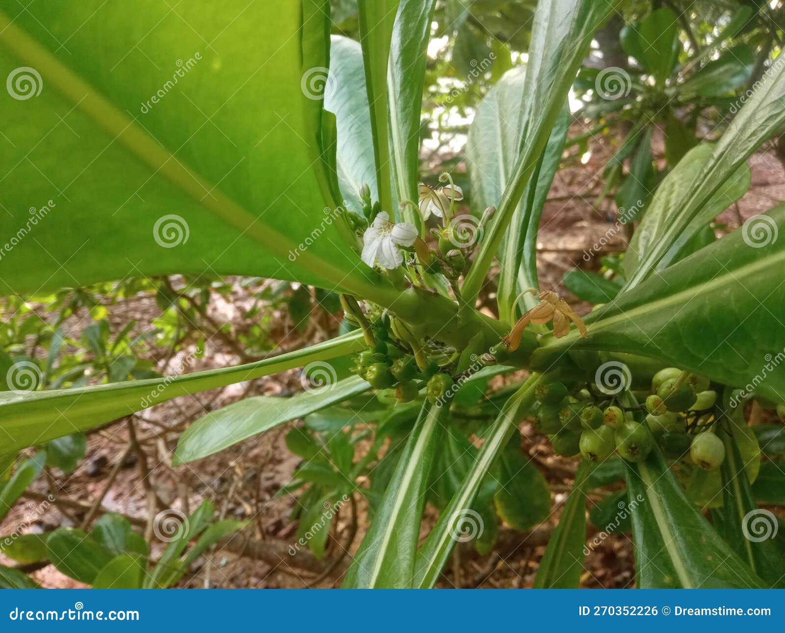 Typical Tree at the Tropical Beach in Indonesia Stock Photo - Image of ...